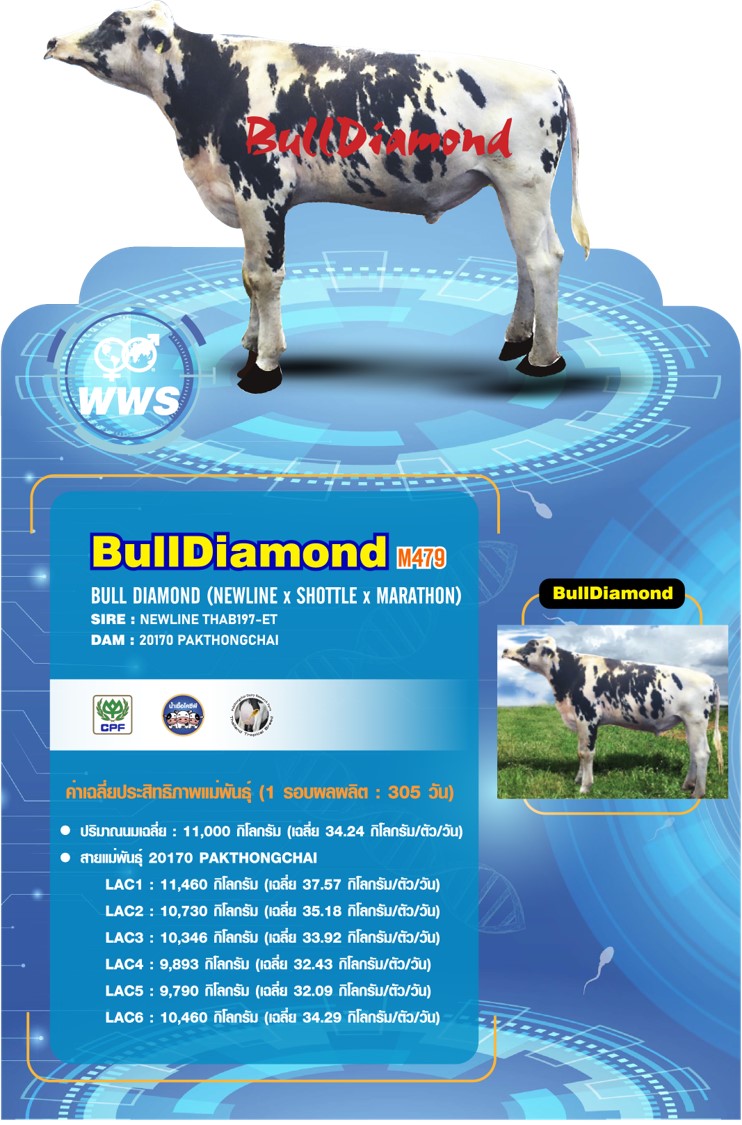 น้ำเชื้อใน 100 เปอร์เซ็นต์ BULL DIAMOND - Cow