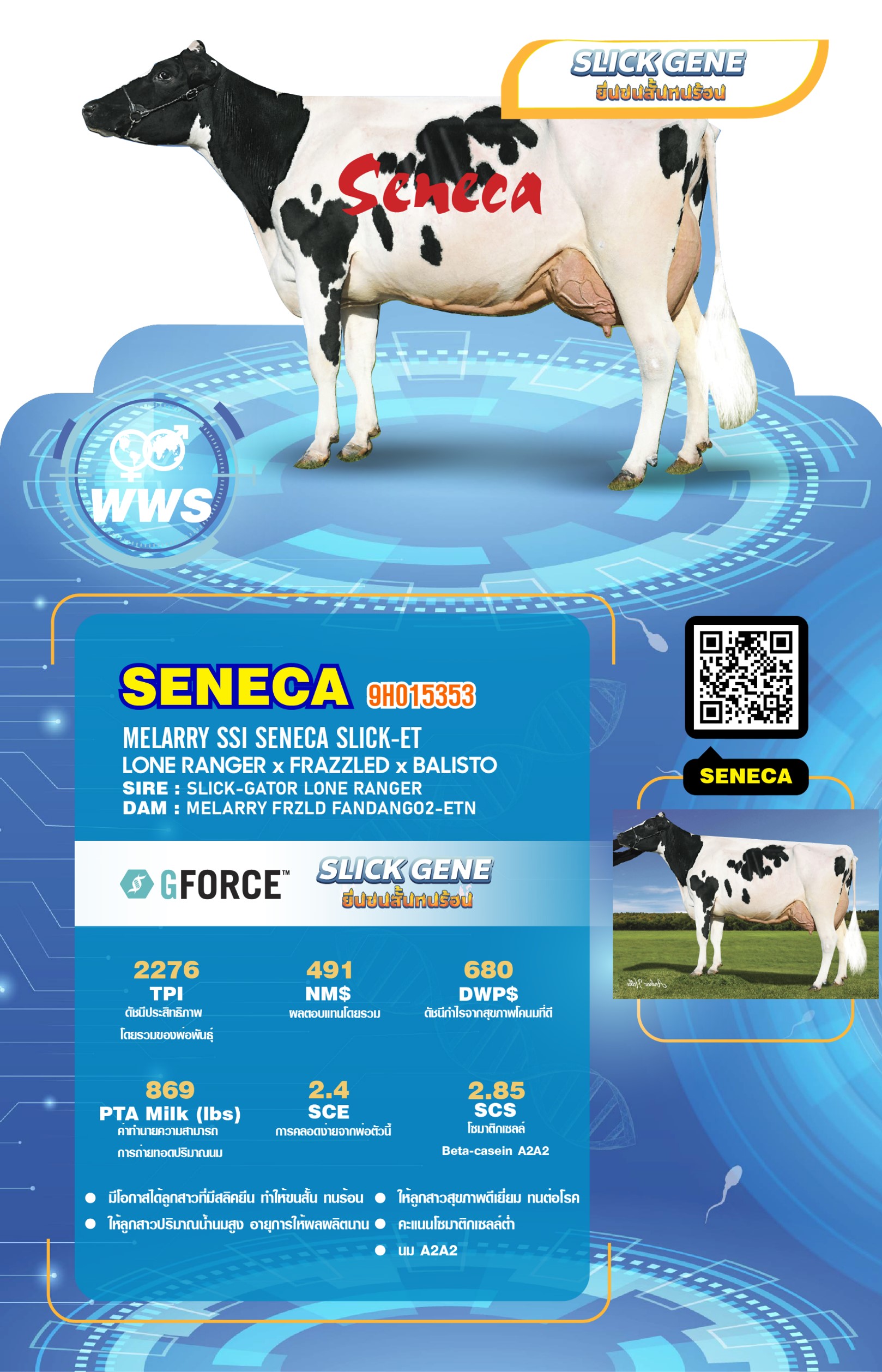 ยีนขนสั้นทนร้อน SENECA - Cow