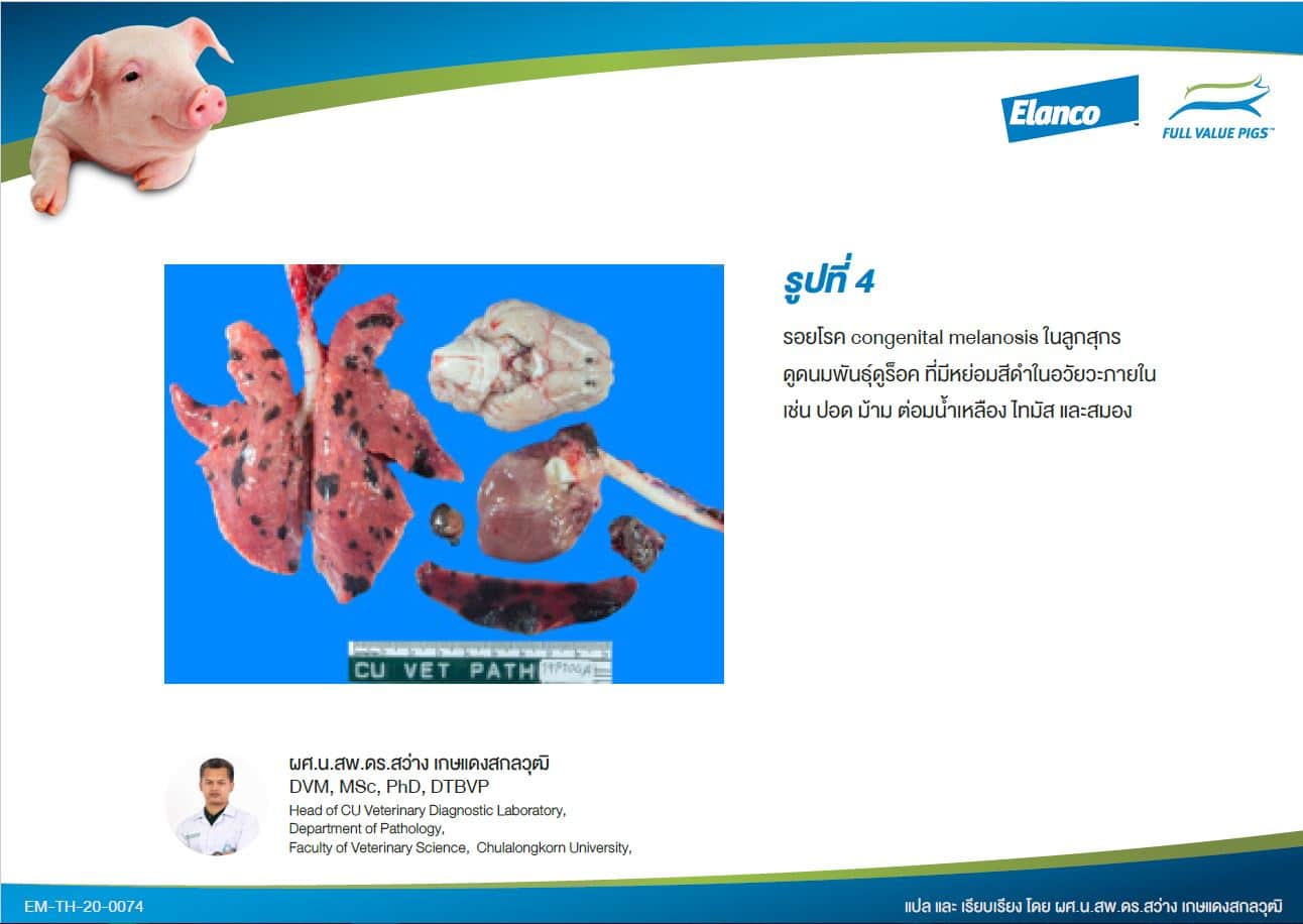 “EP1 Pig Point The Special โดย ผศ.น.สพ.ดร.สว่าง เกษแดงสกลวุฒิ CR ...