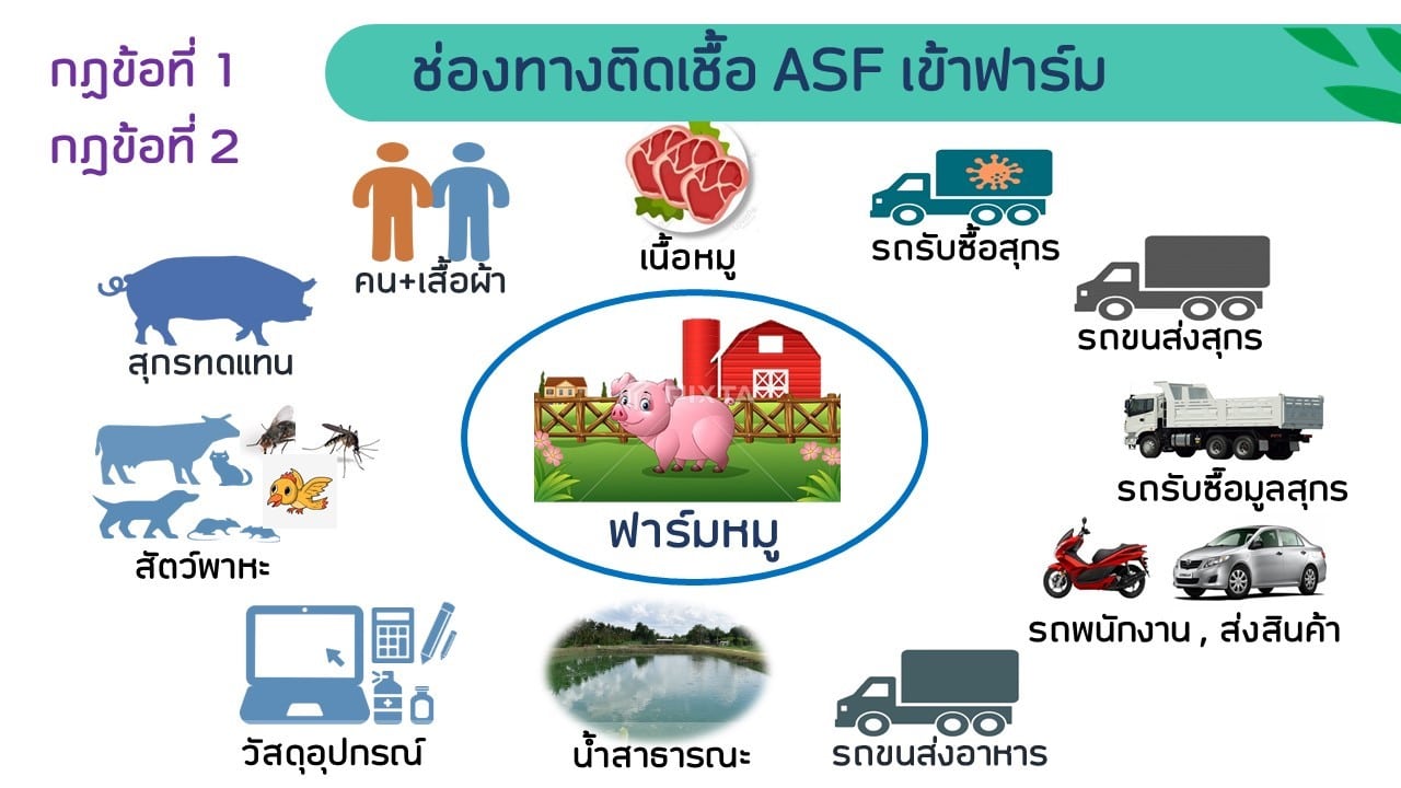 หลักการป้องกันโรค ASF - CPF Feed Solution