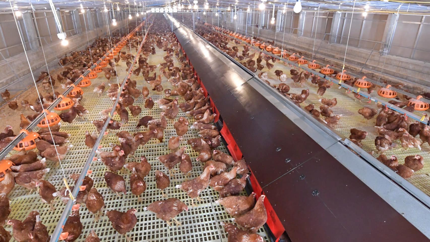 CPF ขับเคลื่อน “สุขภาพหนึ่งเดียว” ผลิตอาหารมั่นคง ปลอดภัย ใส่ใจคน สัตว์ ...